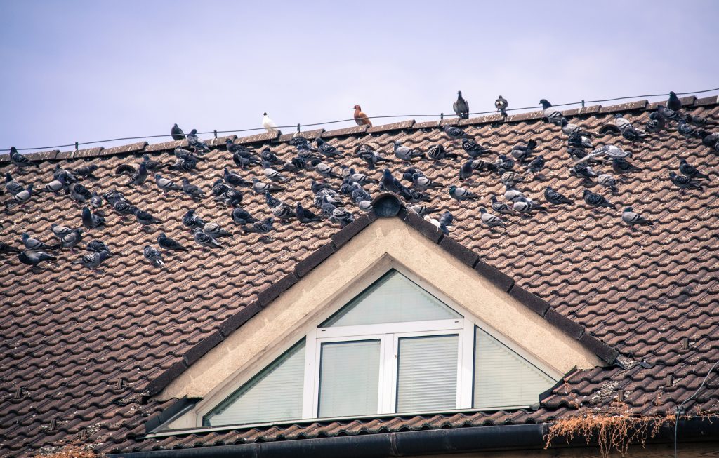 Solar Panel Pigeon Guards Edinburgh & Midlothian | Stuart Hill Roofing